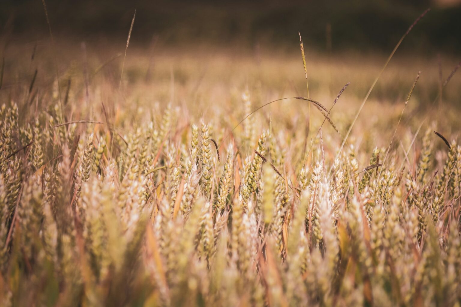 Grano duro, nasce la Commissione Unica Nazionale